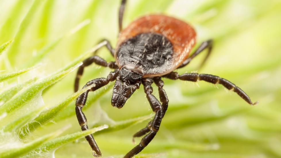 Western Black-Legged Tick: Everything You Need To Know | PetMD